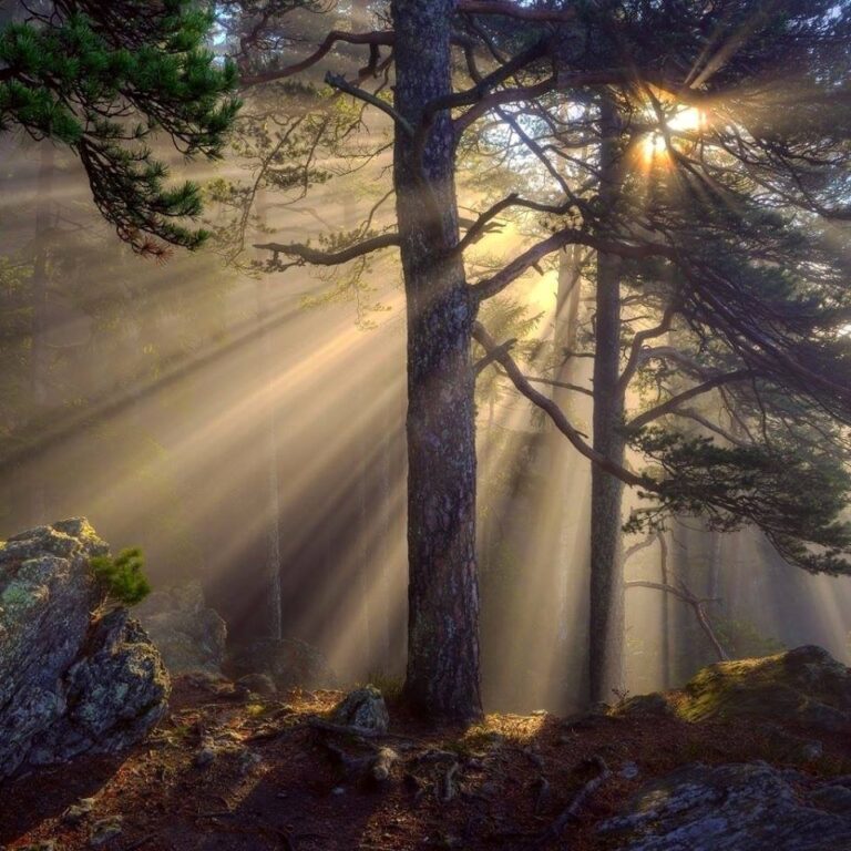 Latest Forestry News | Forest Machine Magazine | #homeoflogging