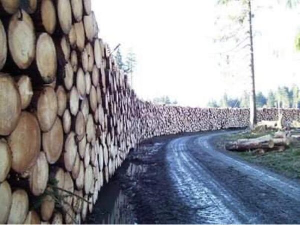 German Timber Prices Plummet | Forest Machine Magazine