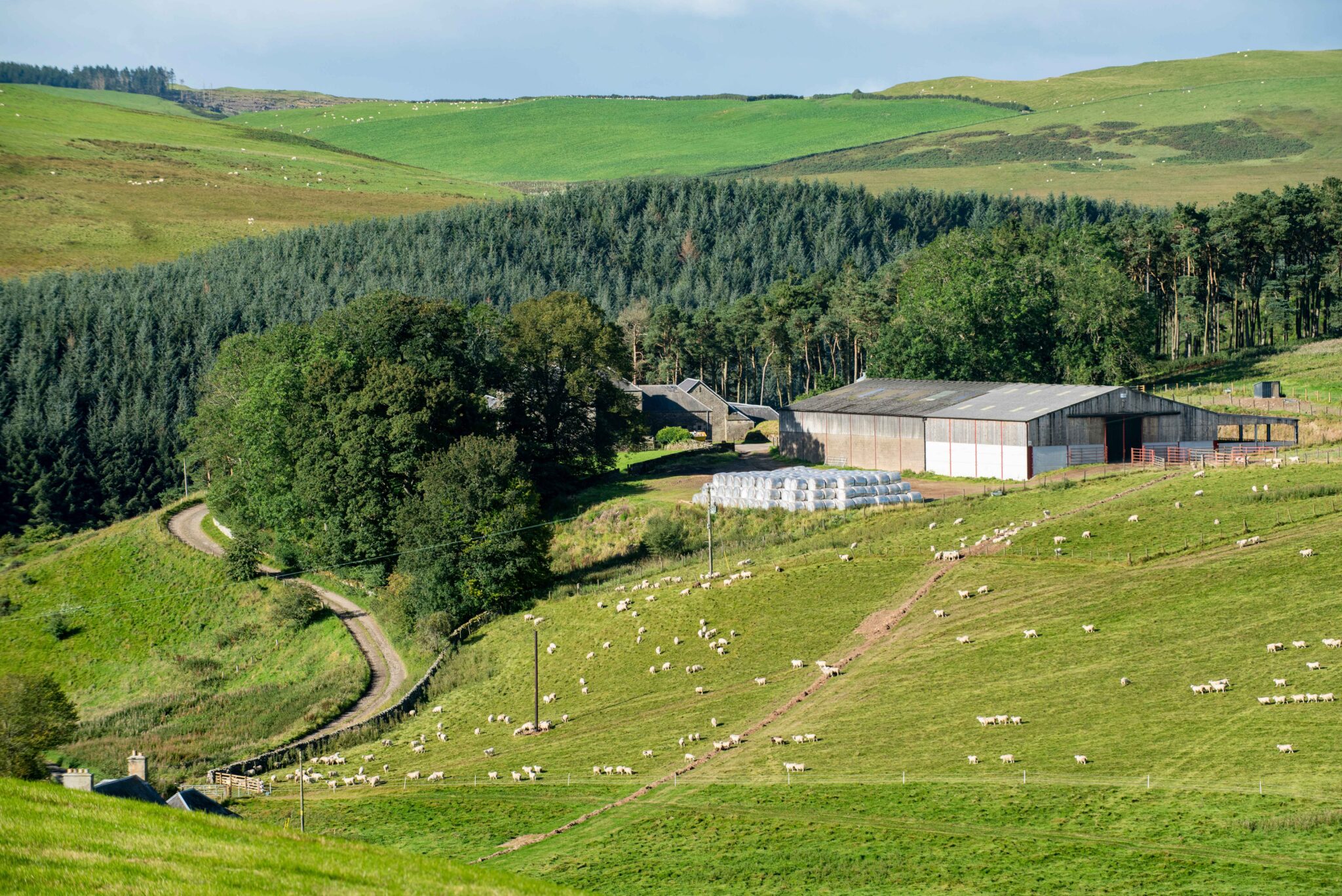 Hawick farmer promotes tree planting at local event | Forest Machine ...
