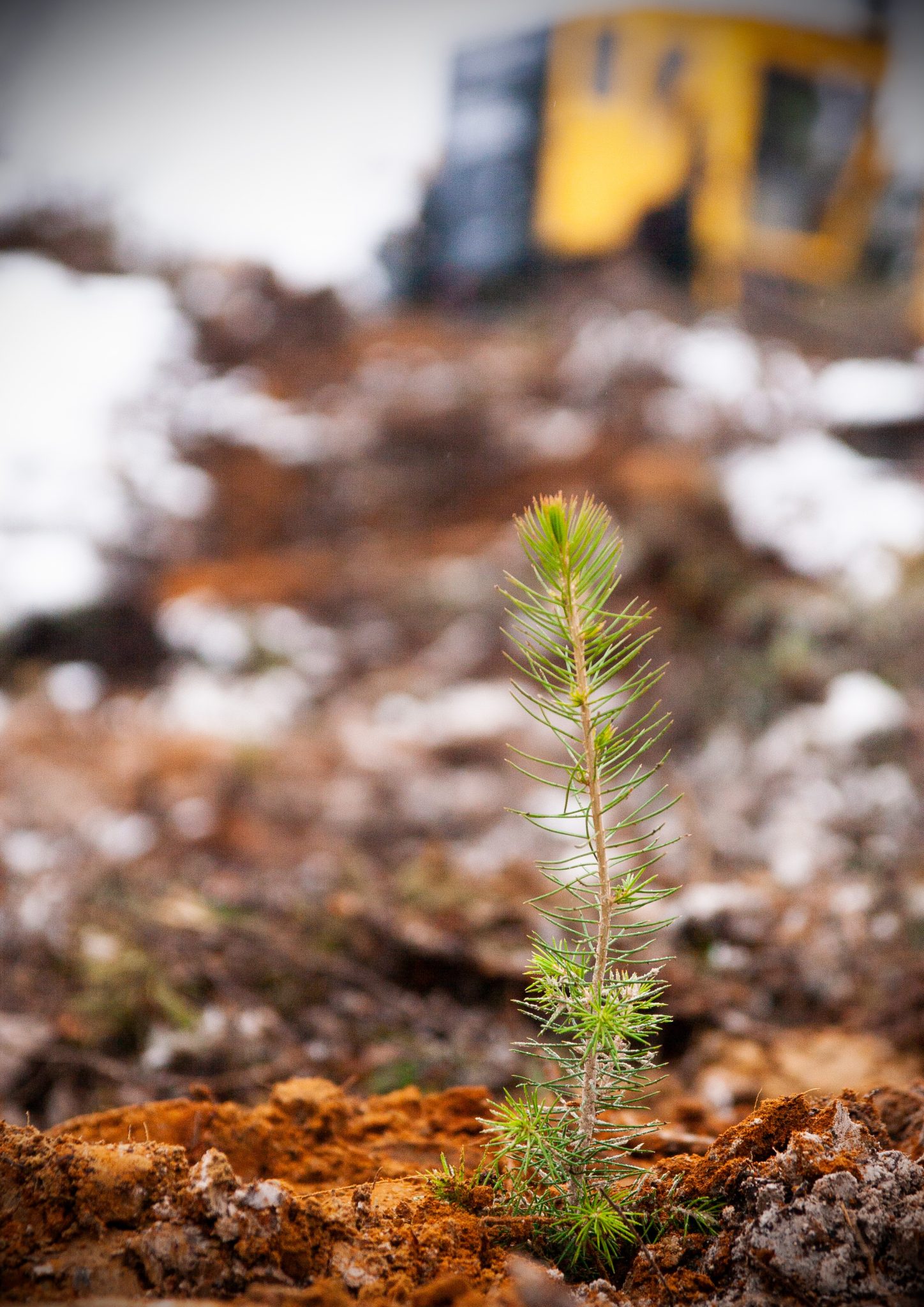 PlantMax-A Treevolution for a Greener Future | Forest Machine Magazine